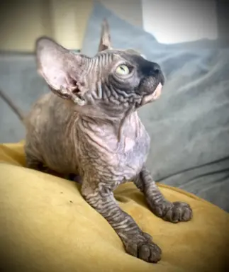 Szylkretowa, zielonooka kotka rasy sfinks kanadyjski Warszawa • petso.pl