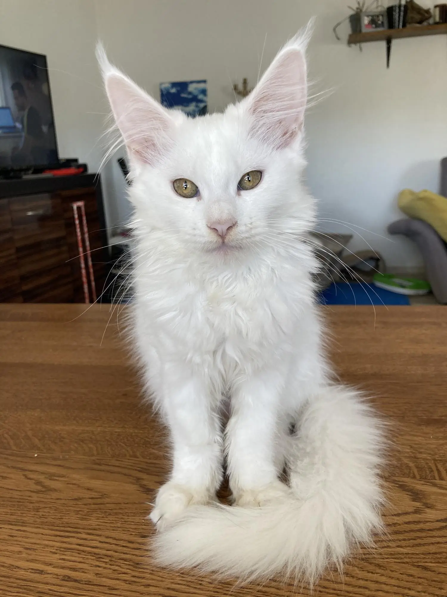 Kotka Maine Coon Bobrowniki • petso.pl