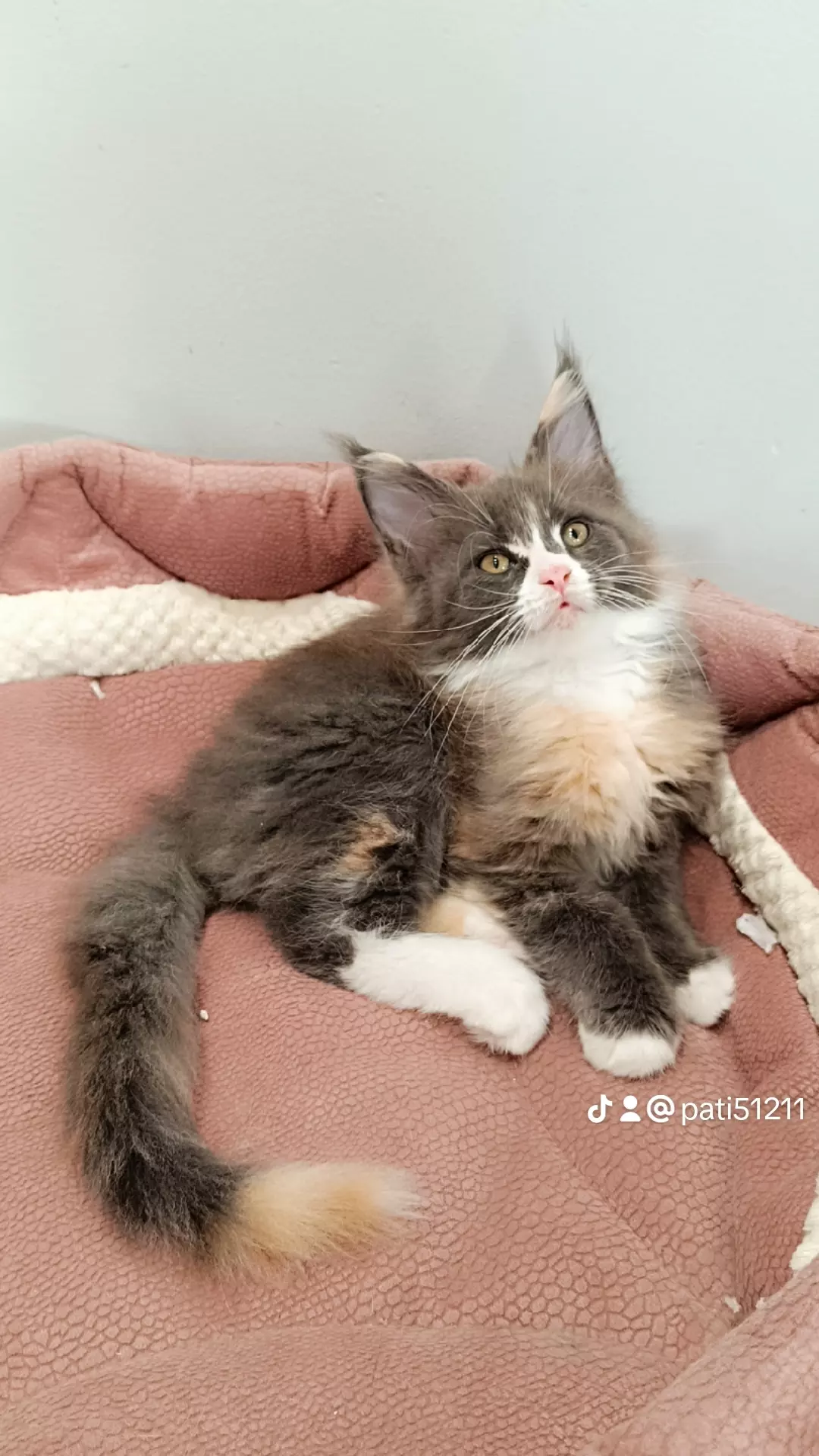 Kotka Maine coon Carmen Wilamowice • petso.pl