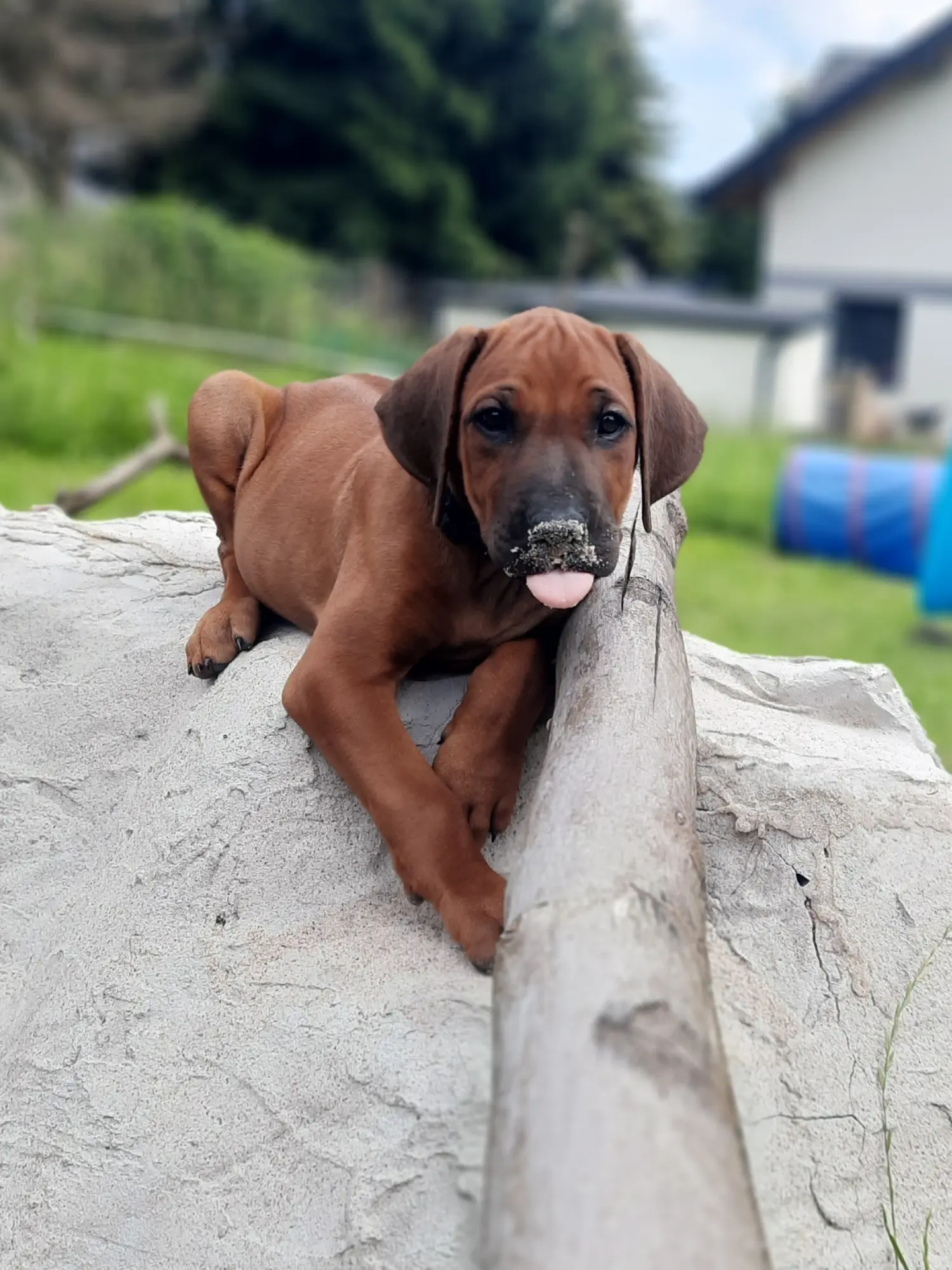 Wystawowy samiec Rhodesian Ridgeback - Potomkowie Glenaholm Kraków ...