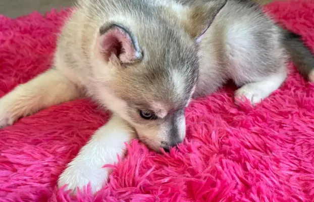 Husky Siberian- doskonała biała niebieskooka sunia Buk • petso.pl