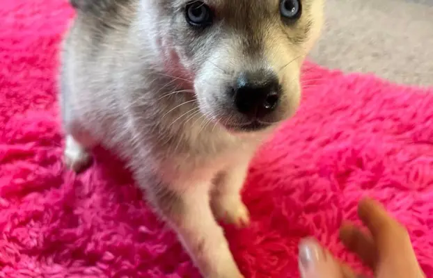 Husky Siberian- doskonała biała niebieskooka sunia Buk • petso.pl