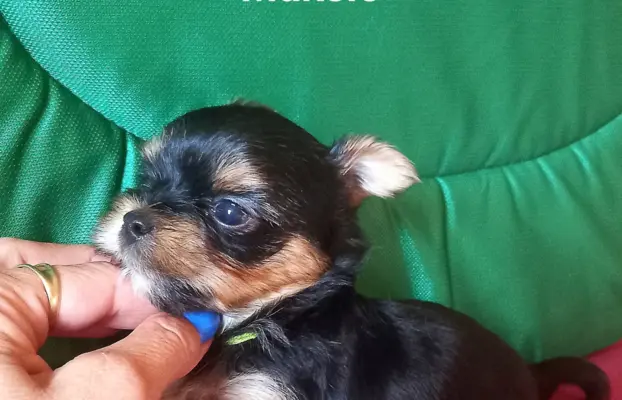 Yorkshire Terrier (York): Opis Rasy - Cena, Charakter, Pielęgnacja...