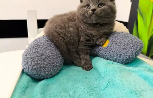 Kot Brytyjski: Opis Rasy - Cena, Charakter, Pielęgnacja...