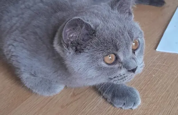 Kot Brytyjski: Opis Rasy - Cena, Charakter, Pielęgnacja...