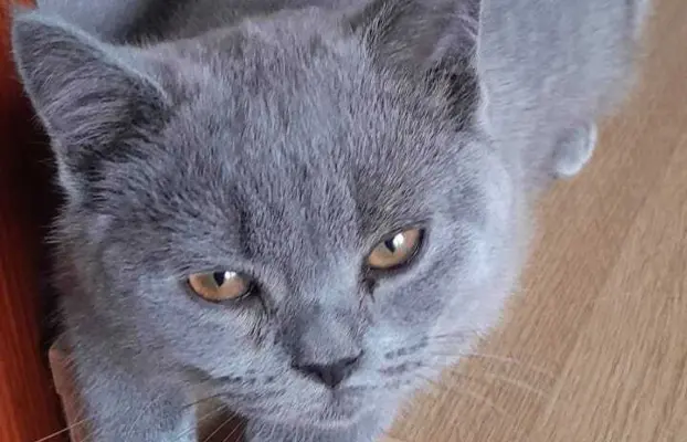 Kot Brytyjski: Opis Rasy - Cena, Charakter, Pielęgnacja...