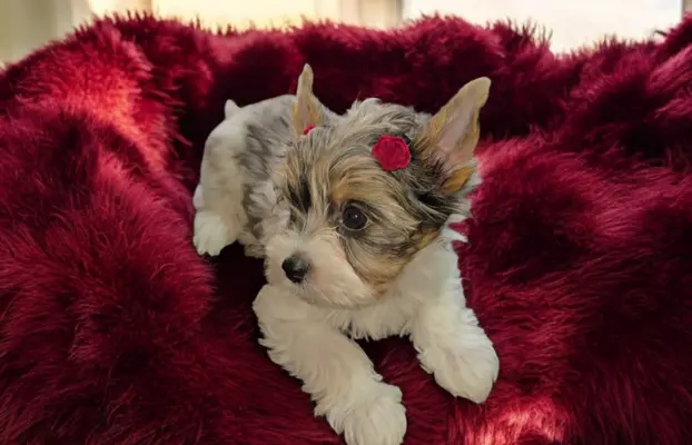 Yorkshire Terrier (York): Opis Rasy - Cena, Charakter, Pielęgnacja...