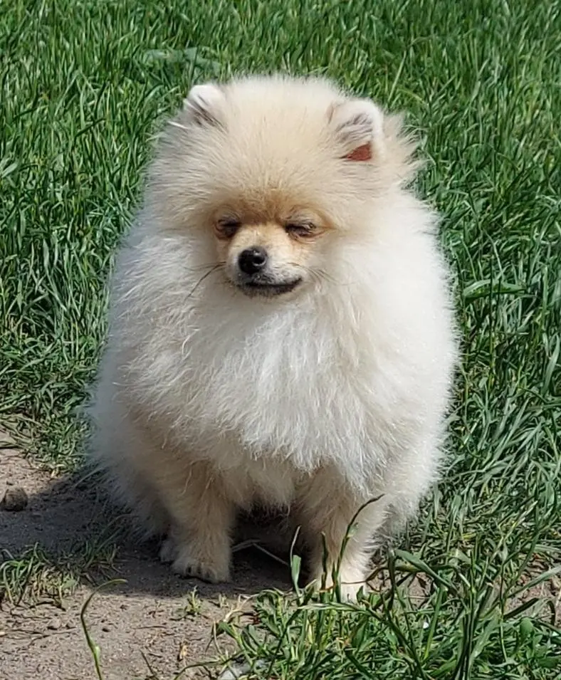 Pomeranian metryka ZkwP FCI
