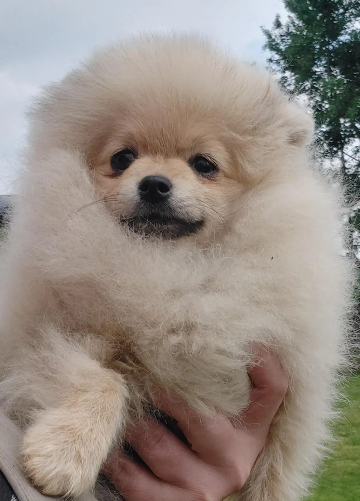 Pomeranian metryka ZkwP FCI