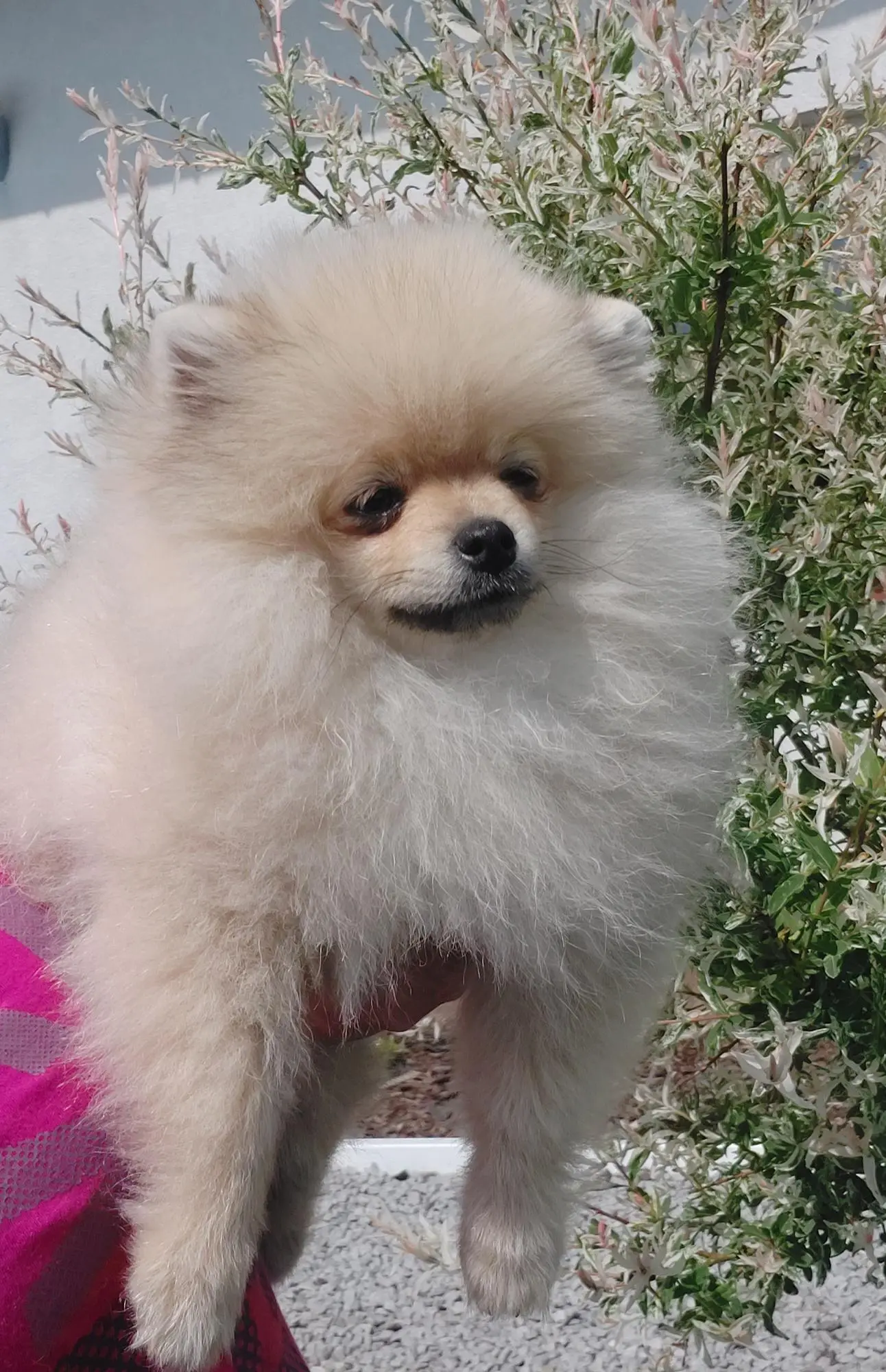 Pomeranian metryka ZkwP FCI